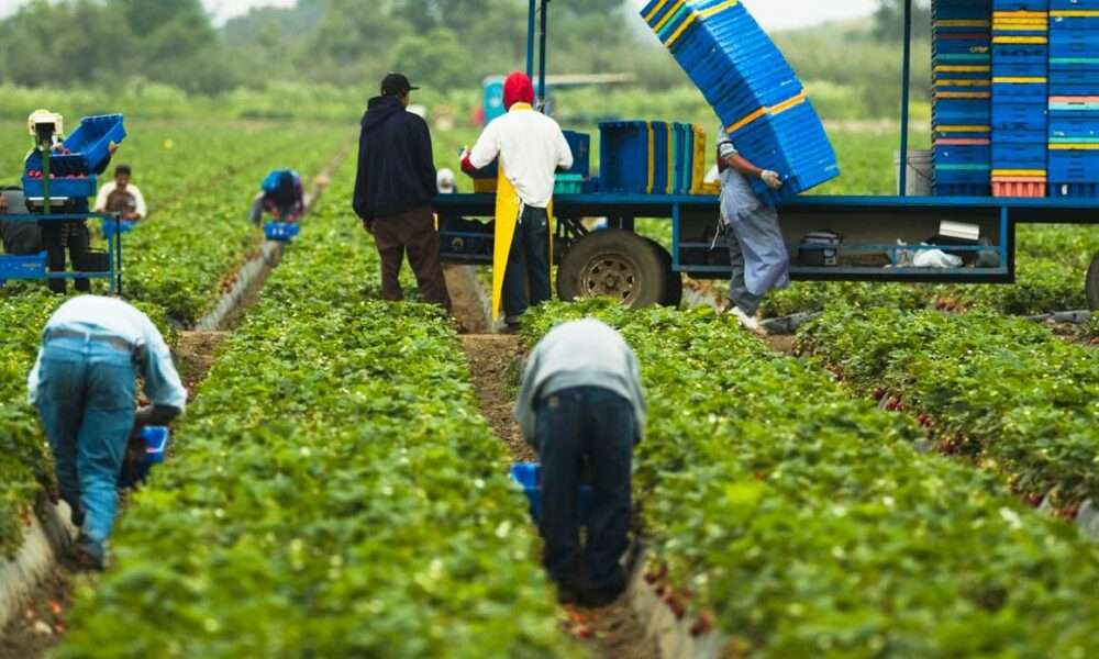 How to Get a Seasonal Work Permit in Canada as a Farm Worker: Step-by ...