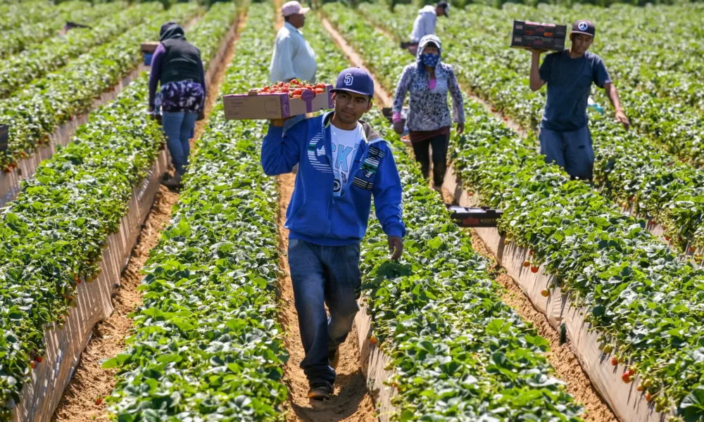 Farm Worker – Planting, Cultivating, and Irrigating Crops | Greatland ...