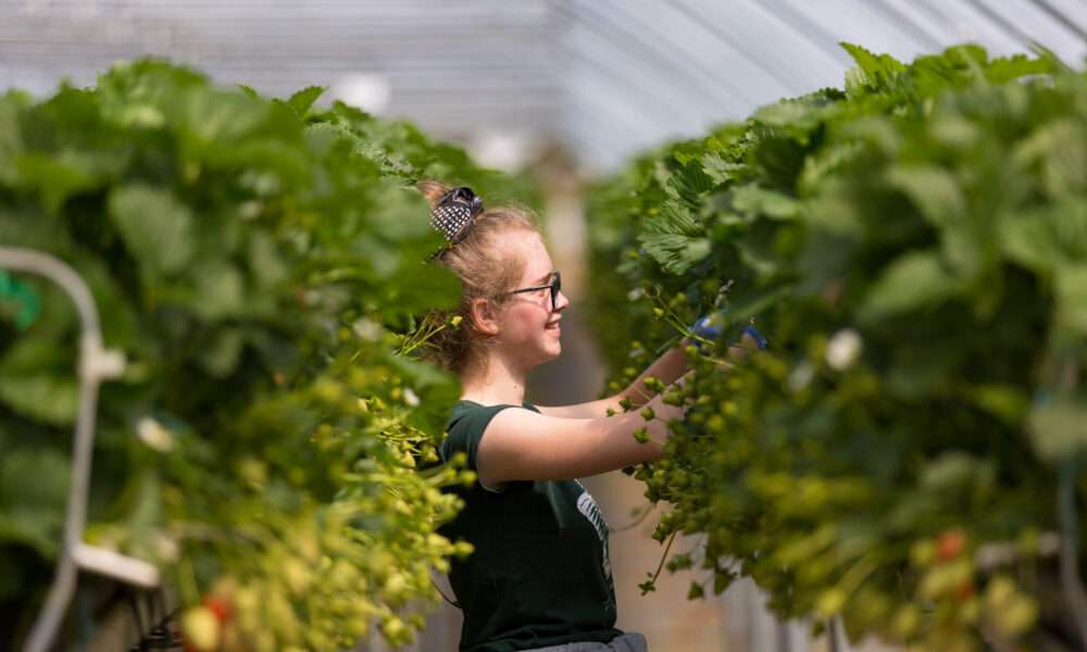 How to Apply for a Canada Farm Job: Step-by-Step Guide for Foreign ...